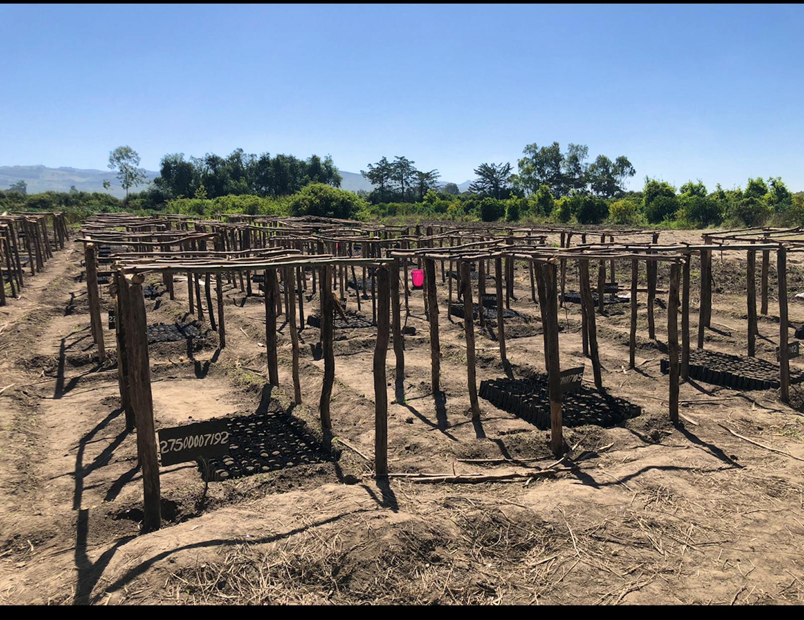 Environmental and Climate Change Conservation | Volunteer in Kenya 2025