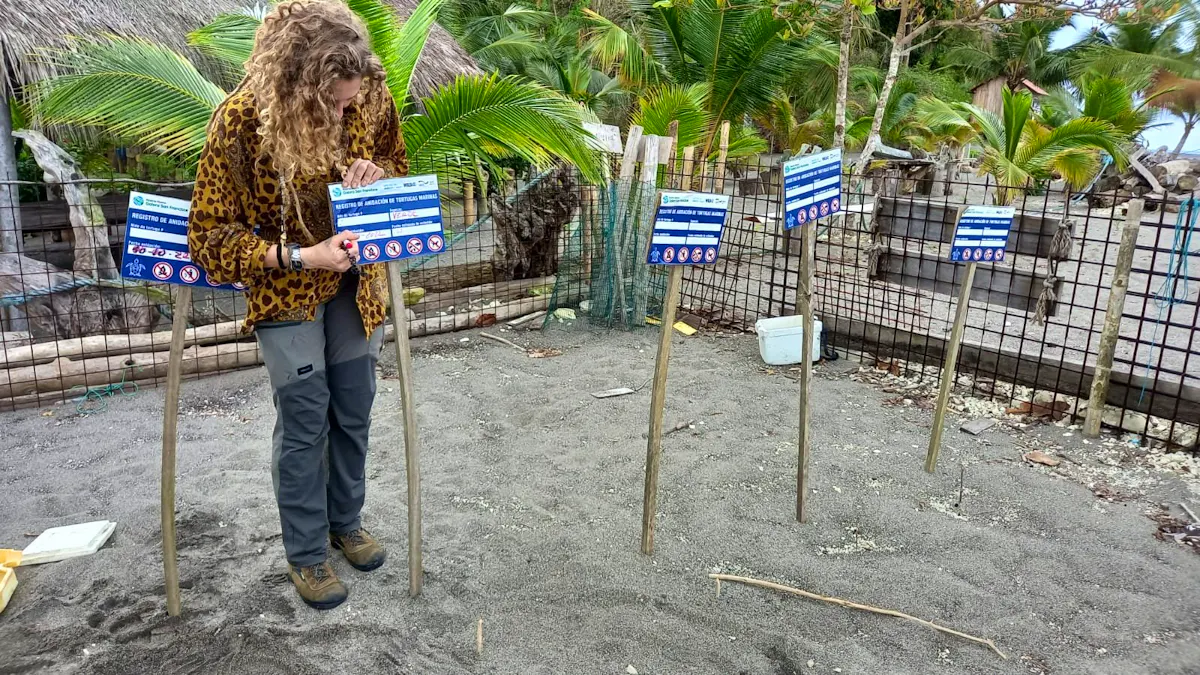 Sea Turtle Protection & Rainforest Preservation | Volunteer in Ecuador 2025