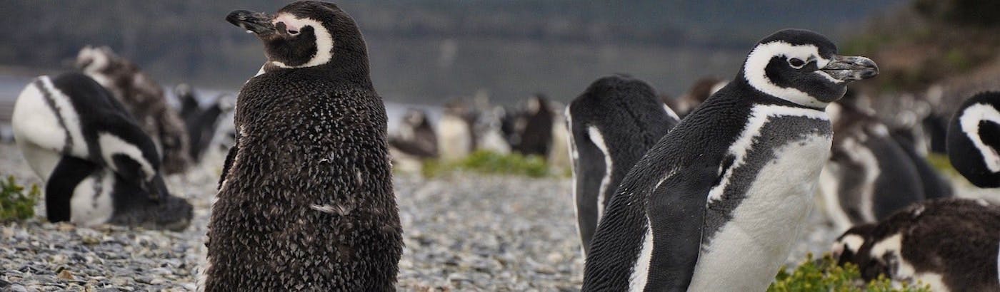 Volunteer with Penguins | Rescue Projects 2020 | Volunteer World