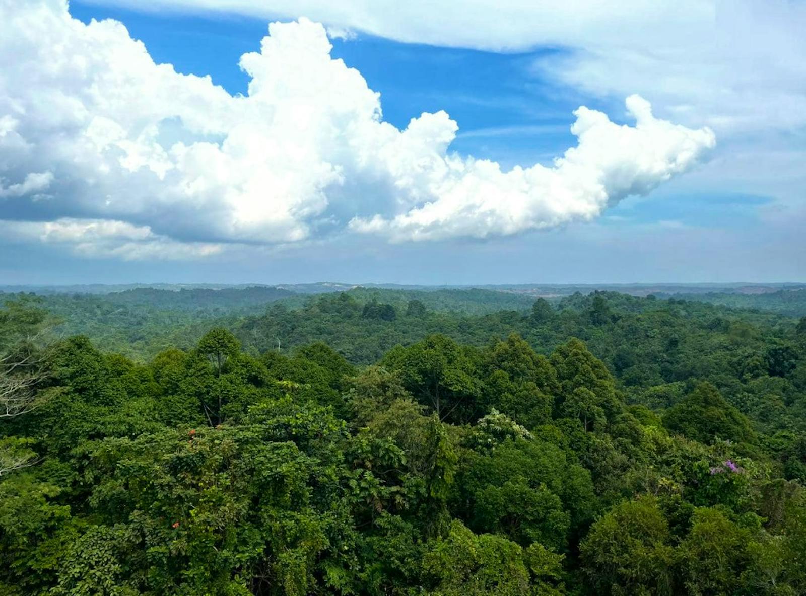 Borneo Orangutan Enrichment | Volunteer in Indonesia 2025