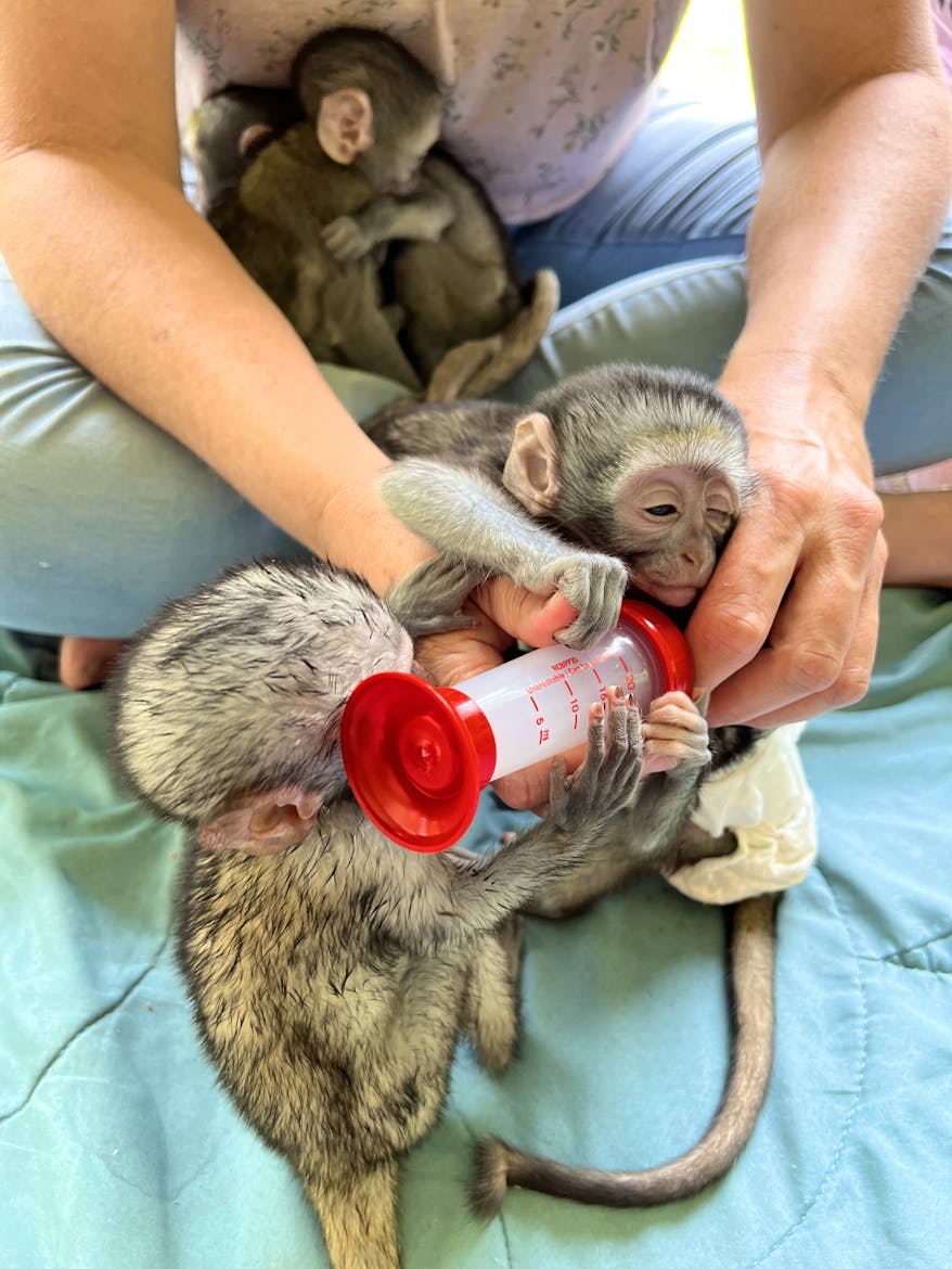 Vervet Monkey Rescue & Rehabilitation | Volunteer in South Africa 2025