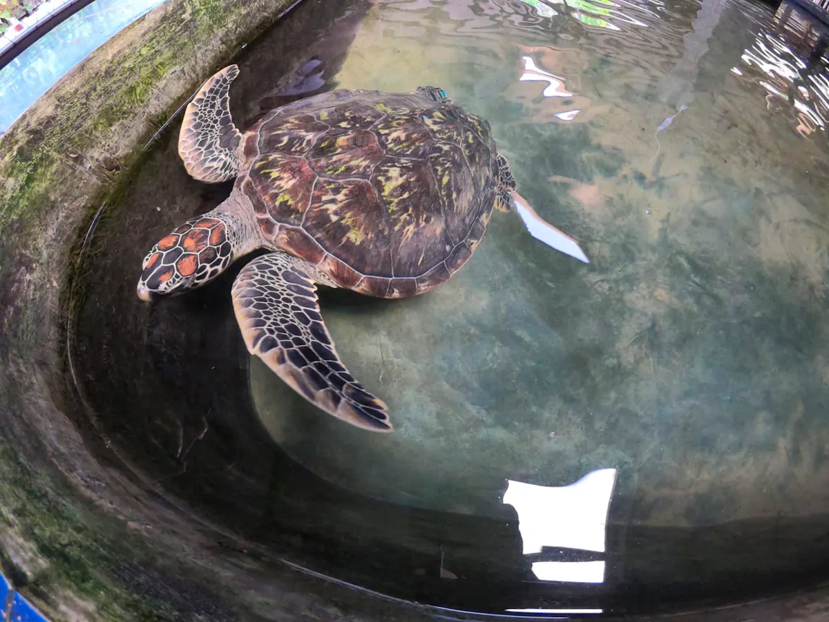 Support the Sea Turtle Ecosystem | Volunteer in Sri Lanka 2025