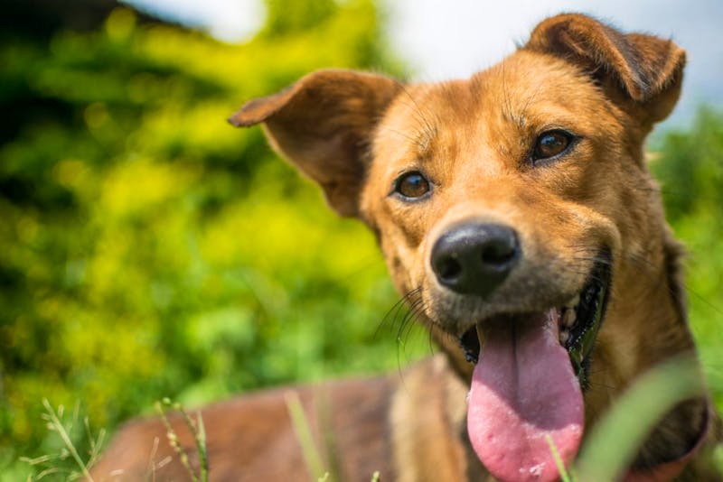 Animal Wellbeing Support | Volunteer in South Korea 2025