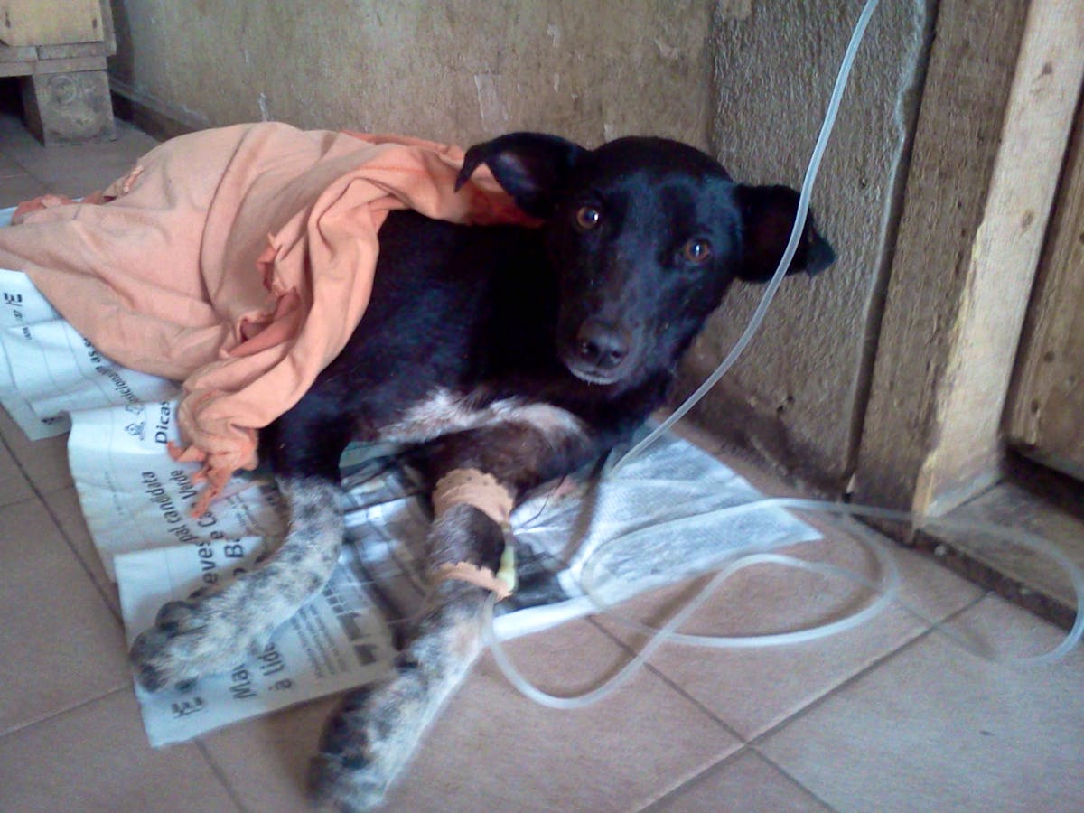 Animal saver | Volunteer in Cape Verde 2025