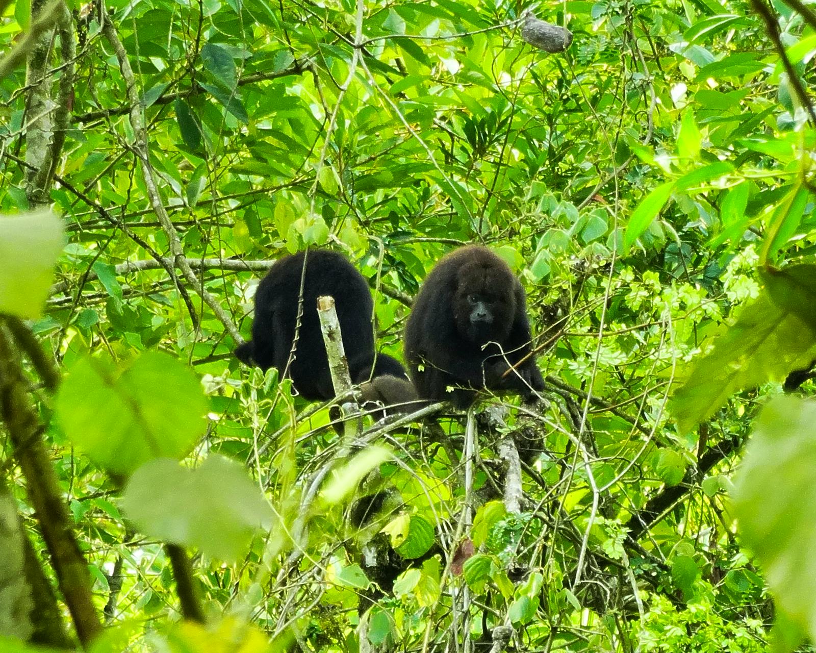 Animal Release Center: Eco-Supporter | Volunteer in Brazil 2025