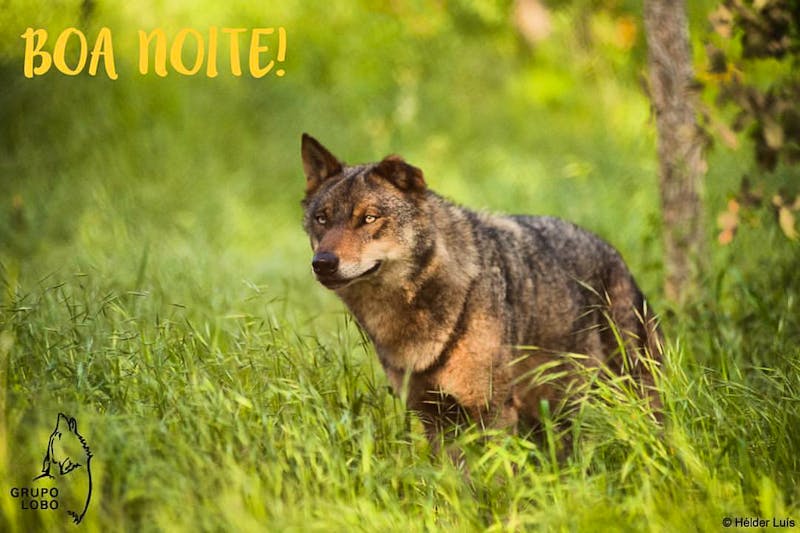 Wolf Sanctuary Caretaker | Volunteer in Portugal 2025