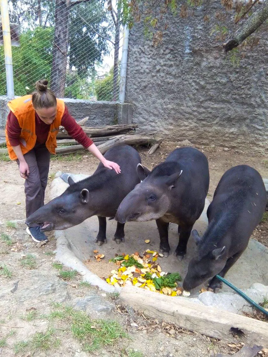 Zoo Assistant | Volunteer in Peru 2025