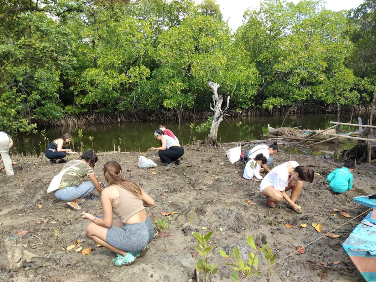 Mangrove Environment Conservation | Volunteer in the Philippines 2025