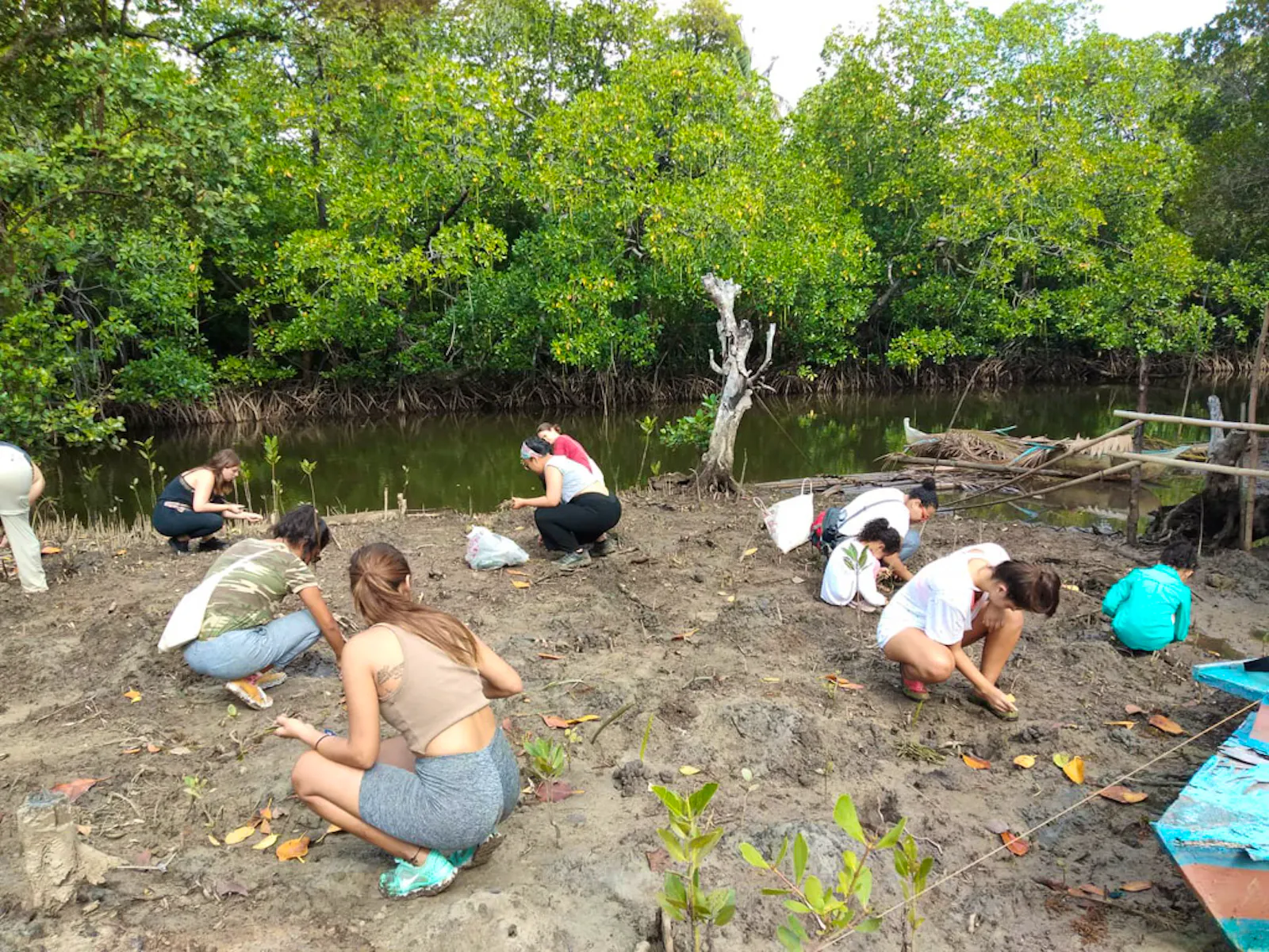 Mangrove Environment Conservation | Volunteer in the Philippines 2025