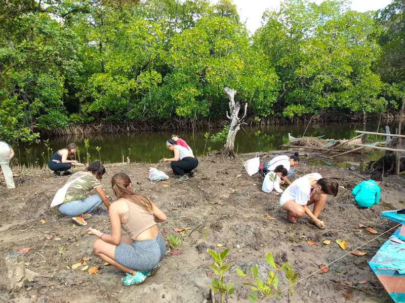 Mangrove Environment Conservation | Volunteer in the Philippines 2025