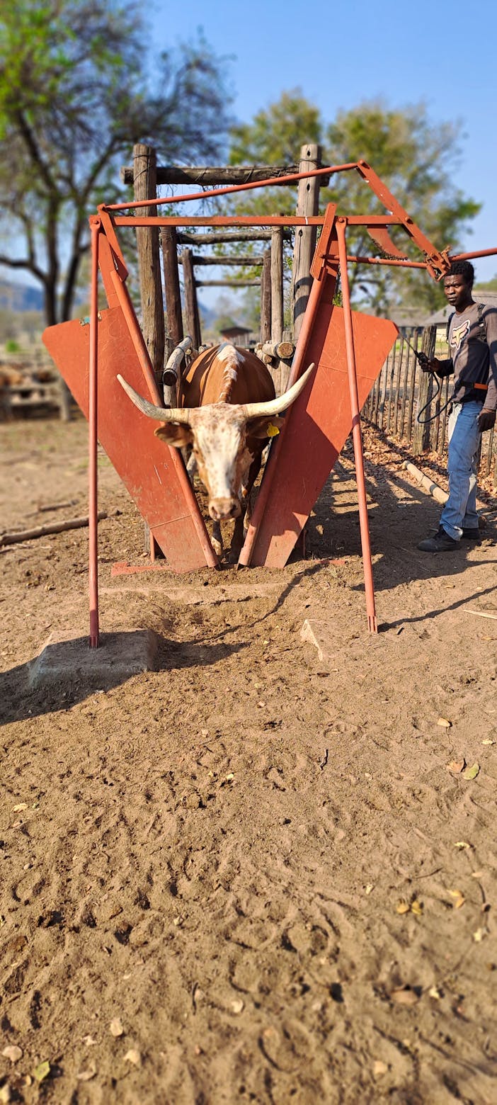 Southern Safari Stables | Volunteer in Zimbabwe 2025