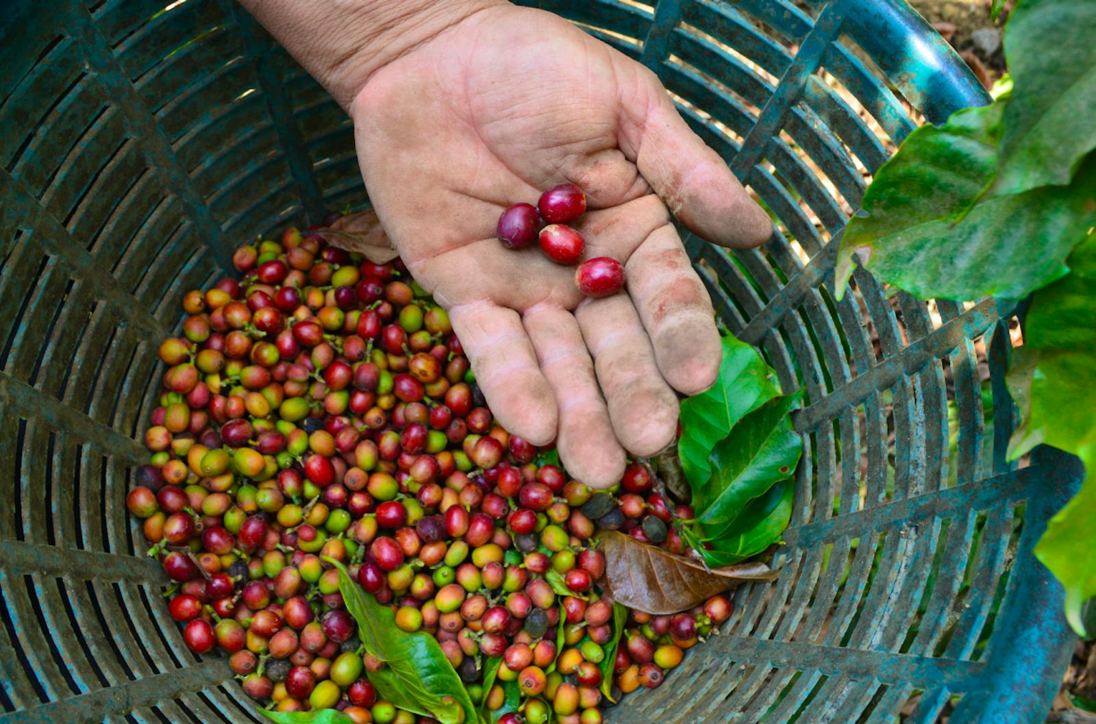 Support Local Organic Farms | Volunteer in Guatemala 2025