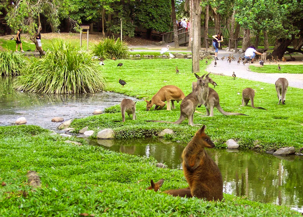 Tropical Exotic Wildlife Caretaker | Volunteer in Australia 2025