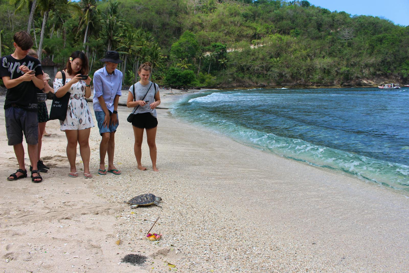 Turtle Conservation Assistance | Volunteer in Indonesia 2025
