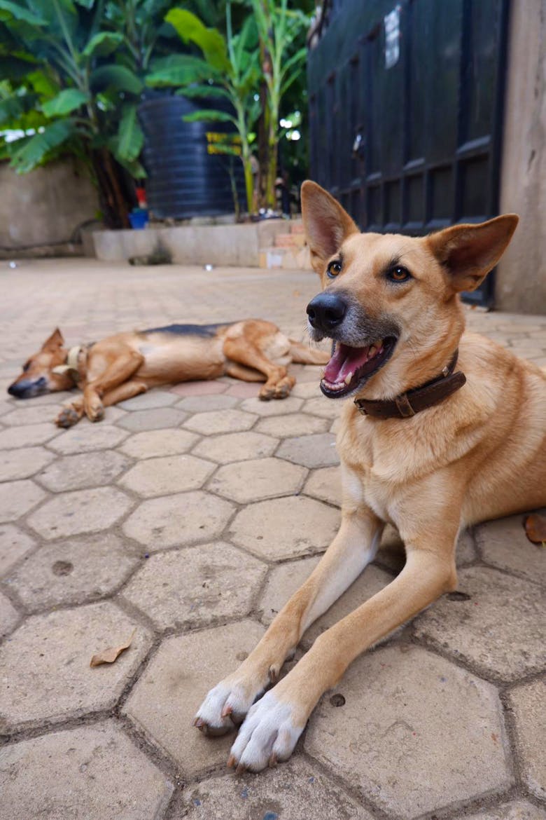 Dog and Cat Shelter Assistant | Volunteer in Tanzania 2025