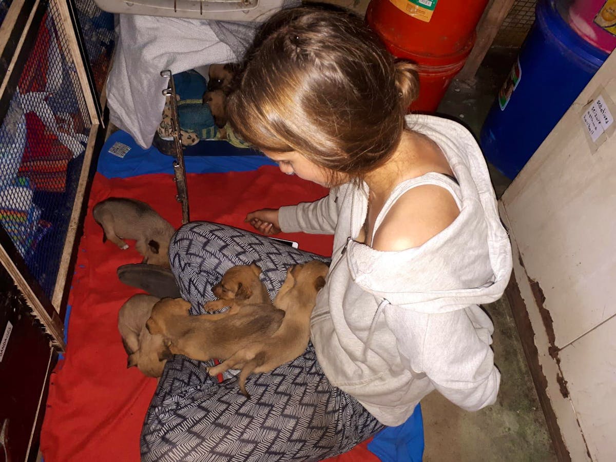 Dog and Cat Shelter Assistant | Volunteer in Tanzania 2025