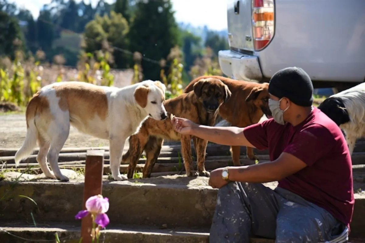 Animal Rescue and Protection | Volunteer in Ecuador 2024