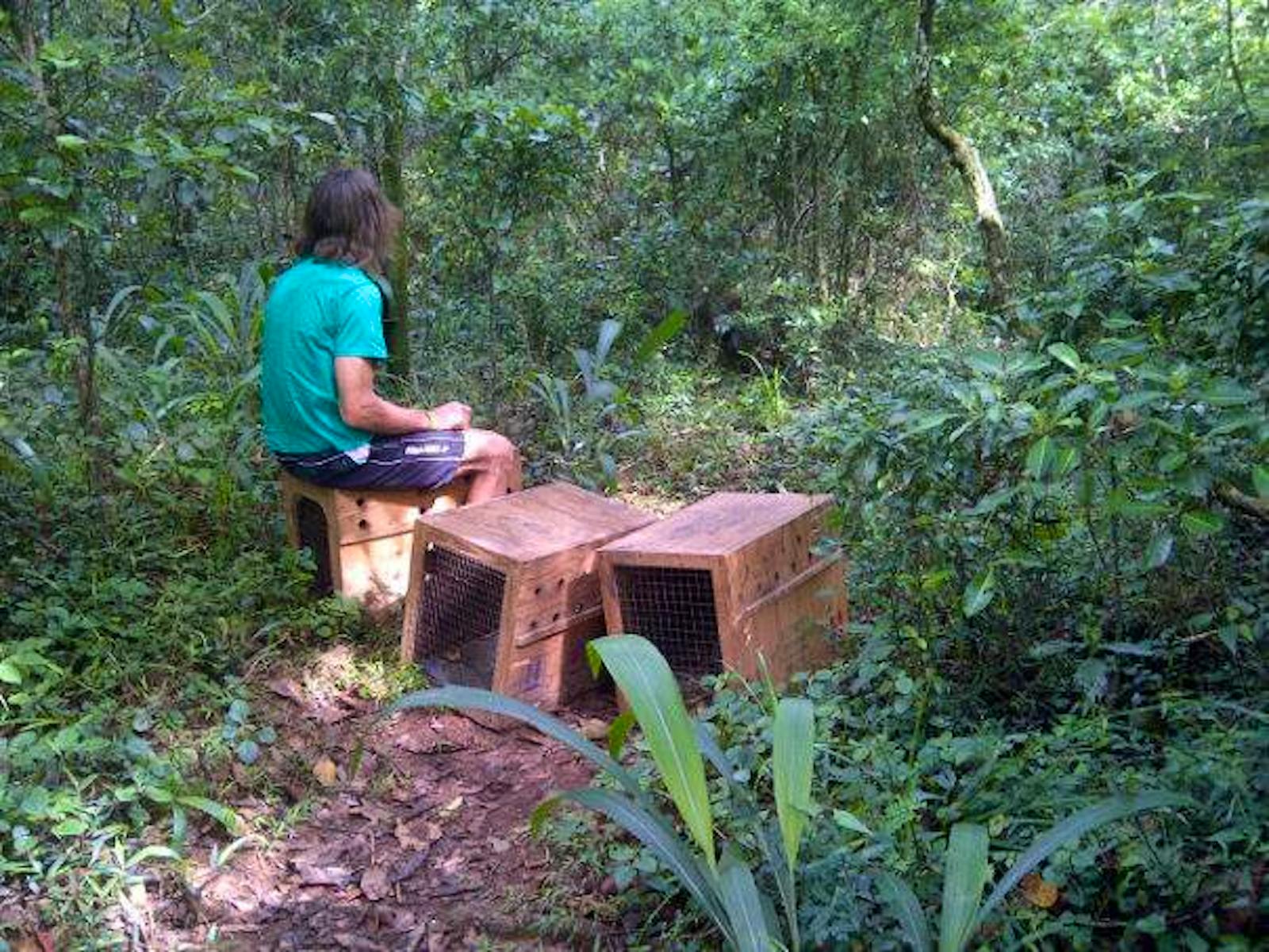 Vervet Monkey Rescue & Rehabilitation | Volunteer in South Africa 2025