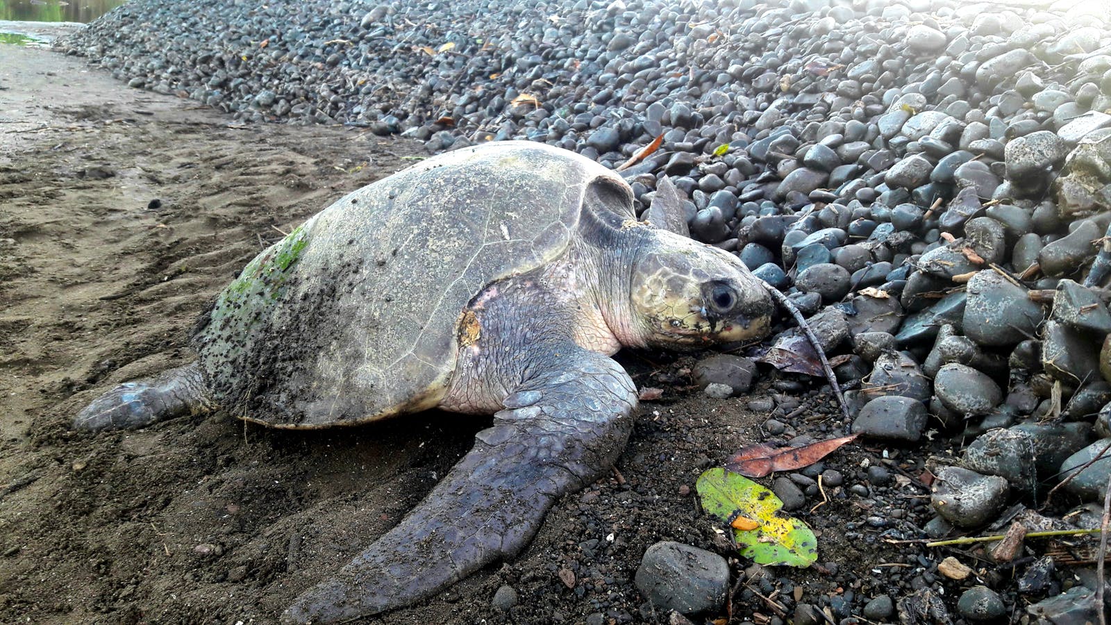 Tambor Bay Olive Ridley Sea Turtle Conservation | Voluntariado en Costa ...