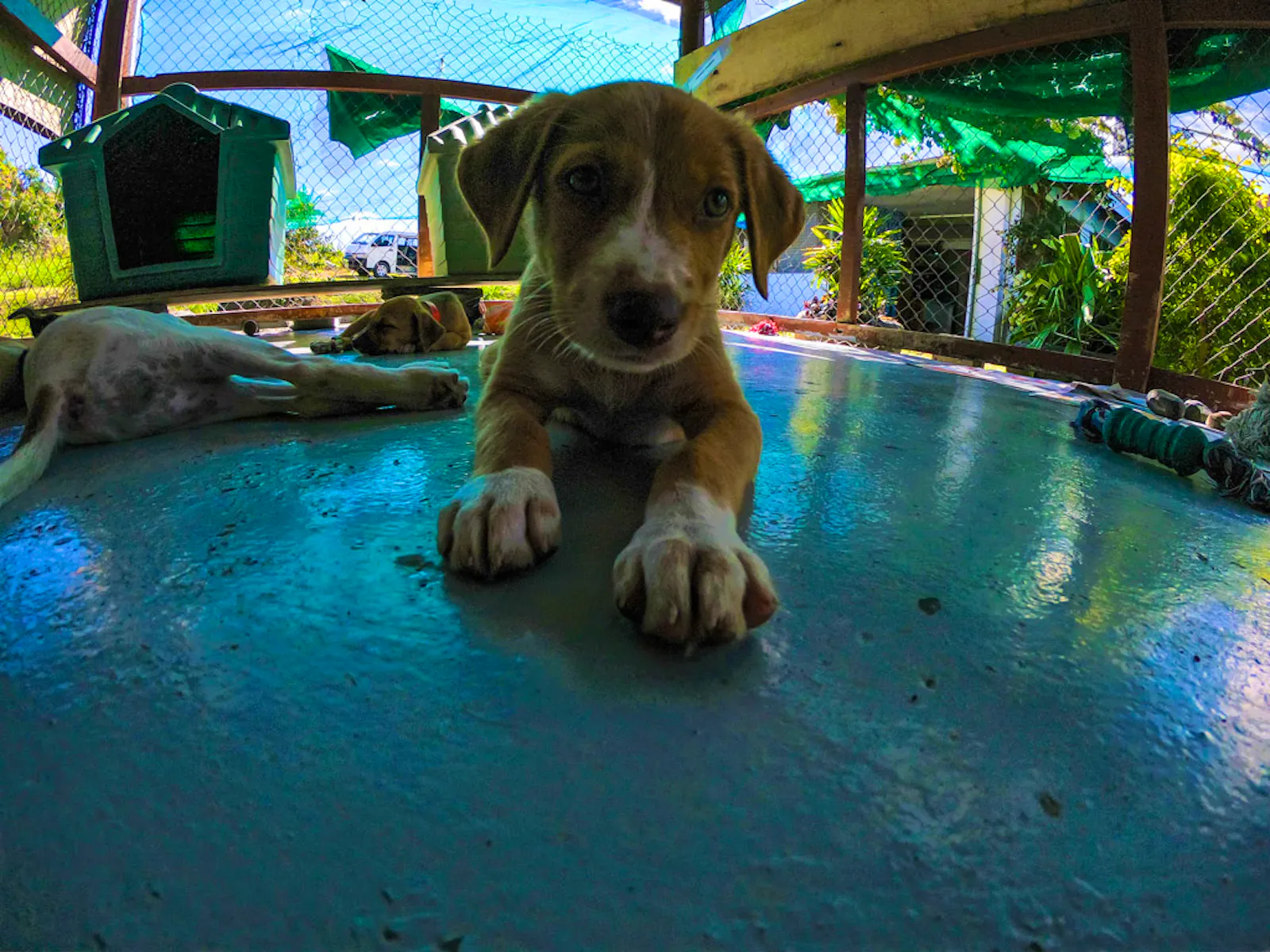 Animal Care and Shelter | Volunteer in Fiji 2025
