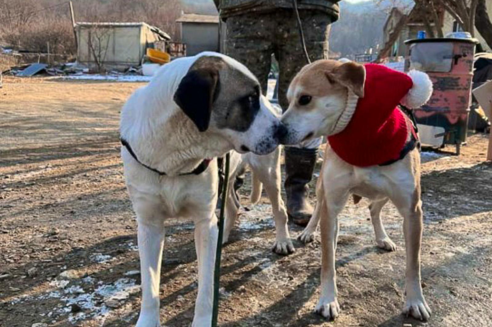 Animal Shelter Support | Volunteer in South Korea 2025