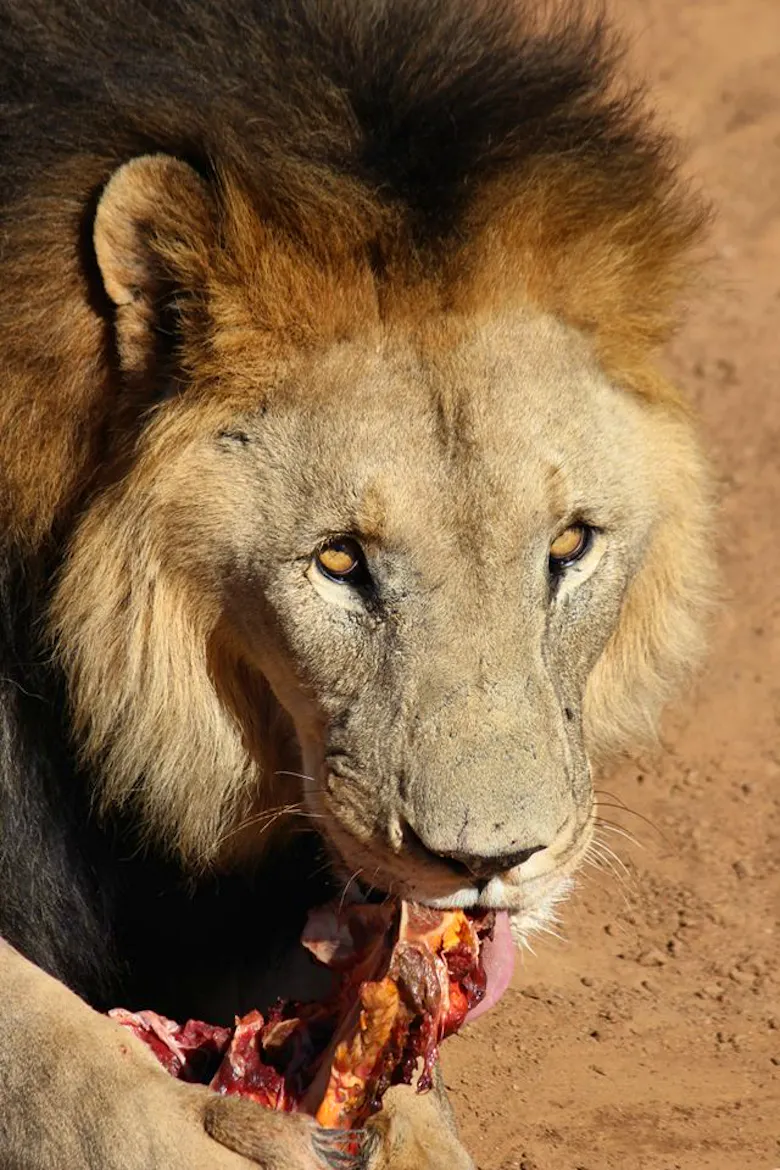 Local Wildlife Rescue | Volunteer in Namibia 2025