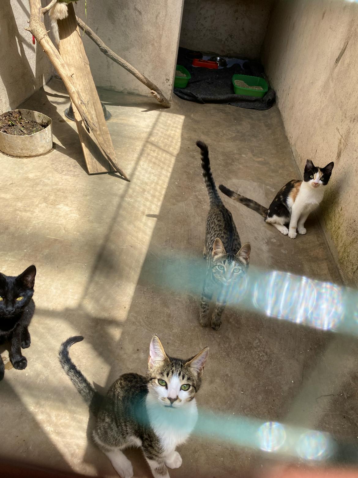 Dog and Cat Shelter Assistant | Volunteer in Tanzania 2025