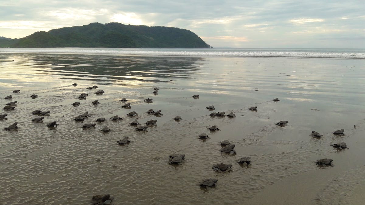 Tambor Bay Olive Ridley Sea Turtle Conservation | Voluntariado en Costa ...