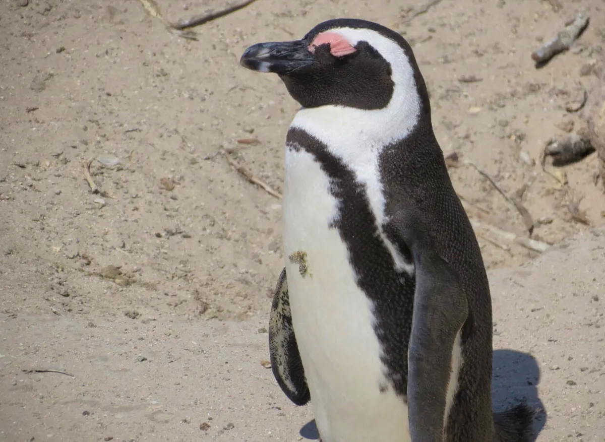 Penguin Sanctuary Support | Volunteer in South Africa 2025