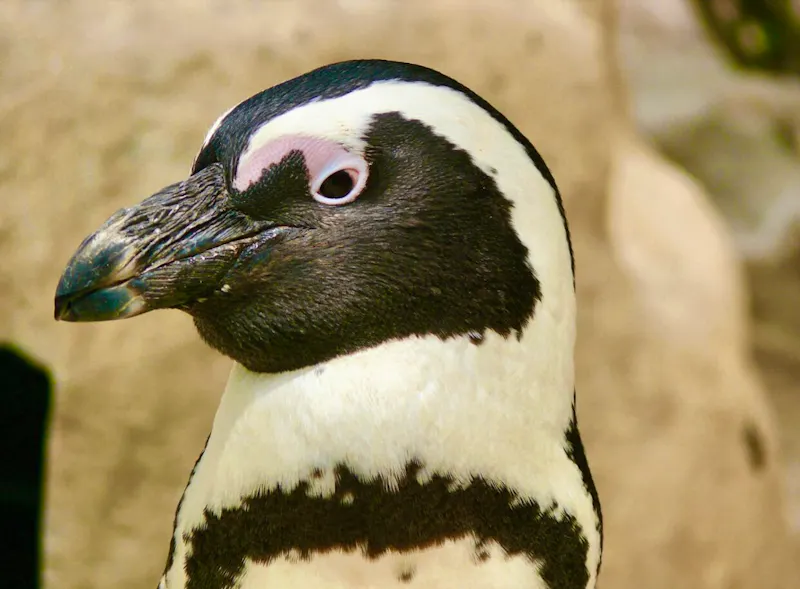 Penguin Sanctuary Support | Volunteer in South Africa 2025