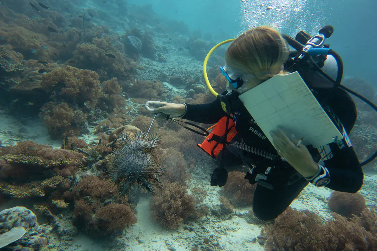 Marine Conservation - Research Assistant | Volunteer in Indonesia 2025