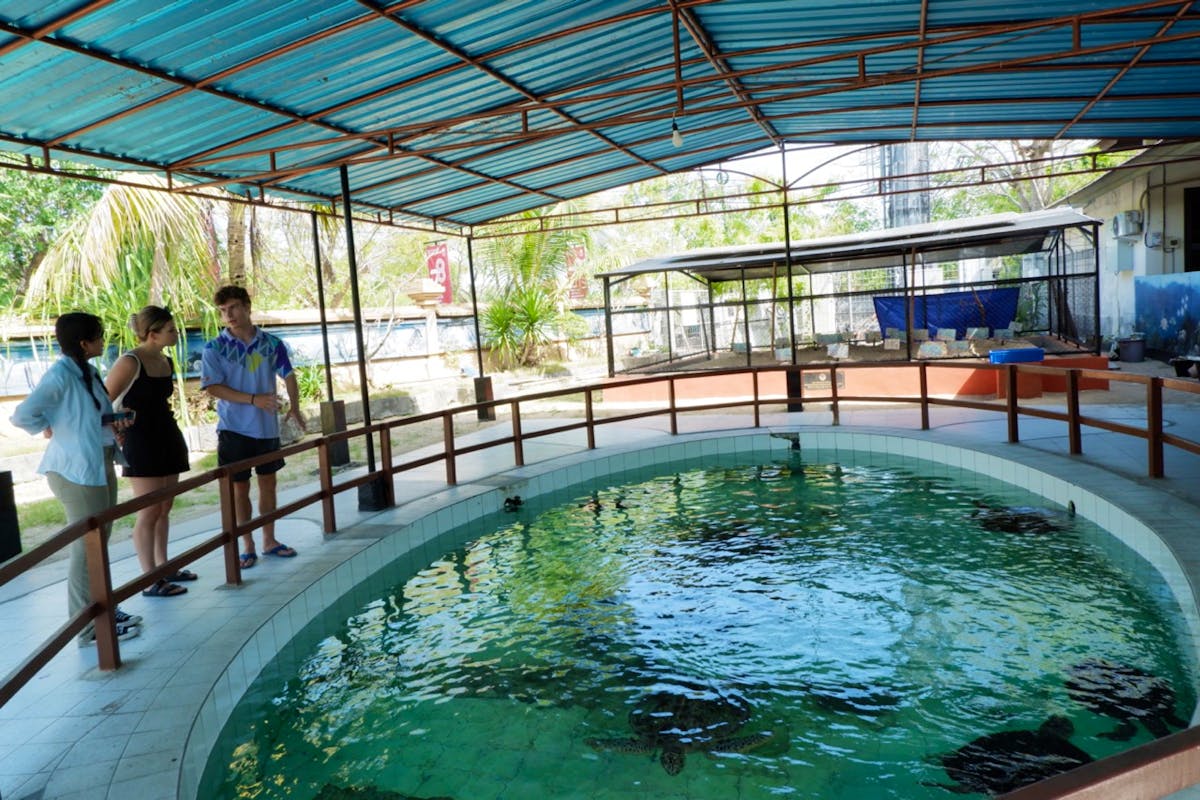 Sea Turtle Conservation Center | Volunteer in Indonesia 2025