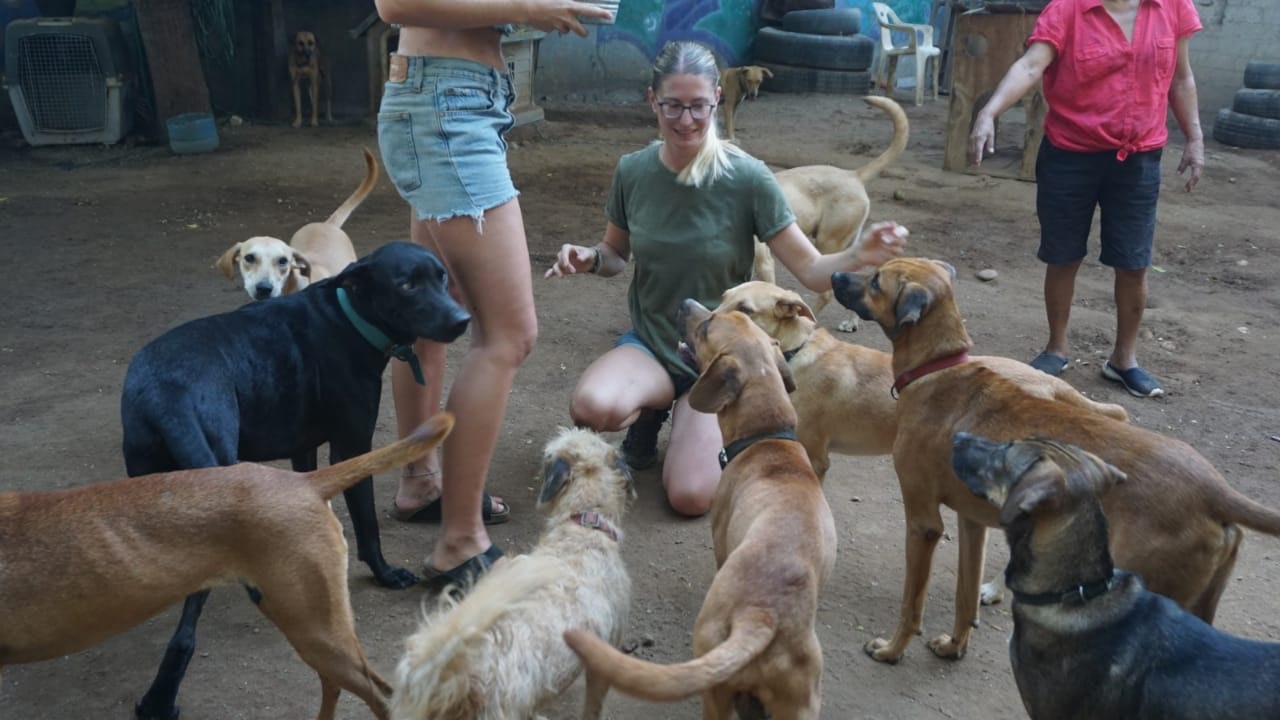 Dog Rescue Center Supporter | Volunteer in Mexico 2024