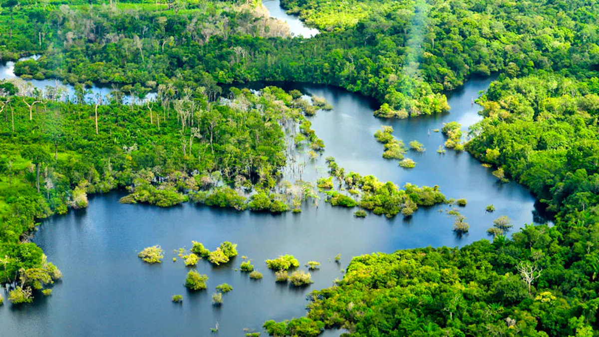 Amazon Rain Forest Conservation | Volunteer in Peru 2025