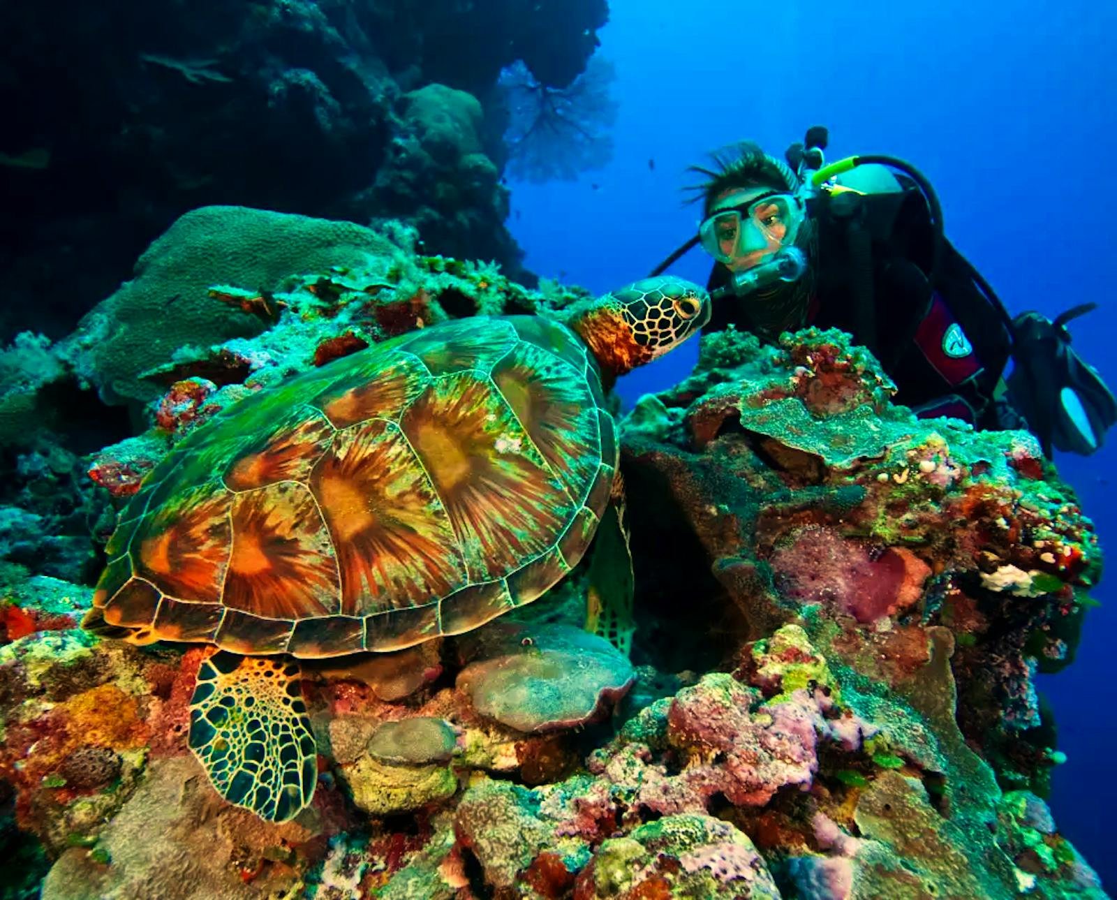 Sea Turtle Conservation & Scuba Diving | Volunteer in Belize 2025
