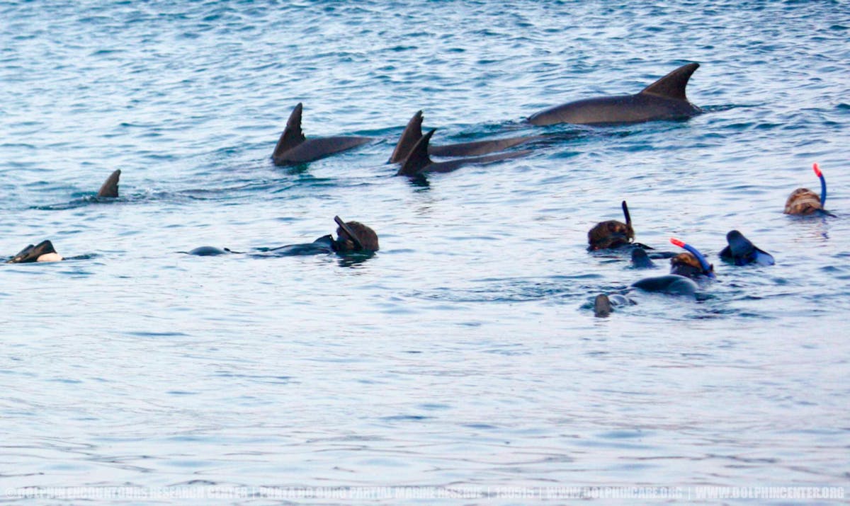 Short-Term Dolphin Care Assistant | Volunteer in Mozambique 2025