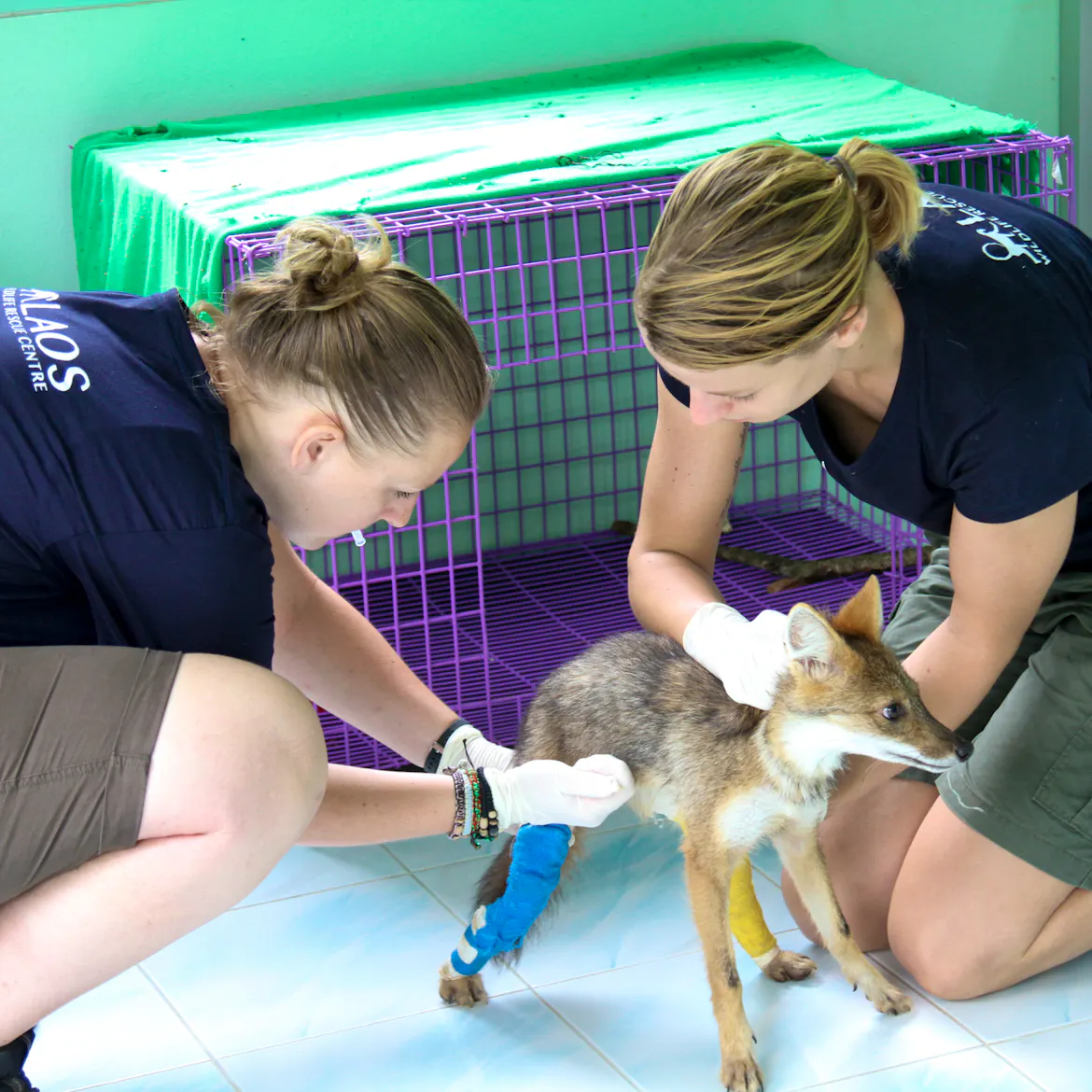 Wildlife Veterinary Assistant | Volunteer in Laos 2025