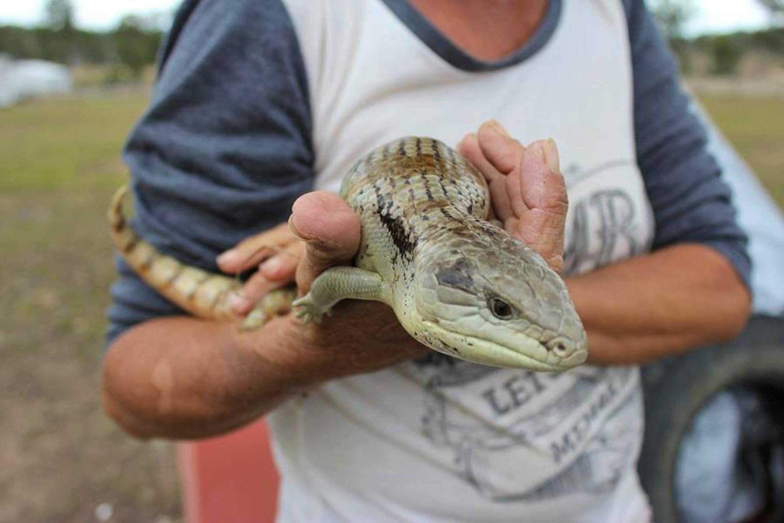 Australian Endangered Species Conservation Care | Volunteer in ...