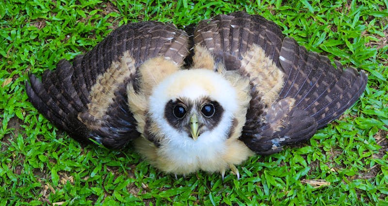 Animal Release Center: Eco-Supporter | Volunteer in Brazil 2025