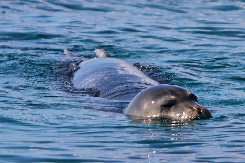 Coastal Dolphin Conservation | Volunteer in Greece 2025