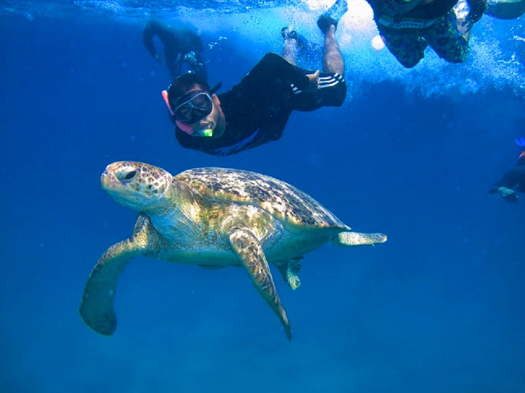Sea Turtles Conservation guarantee Assistants