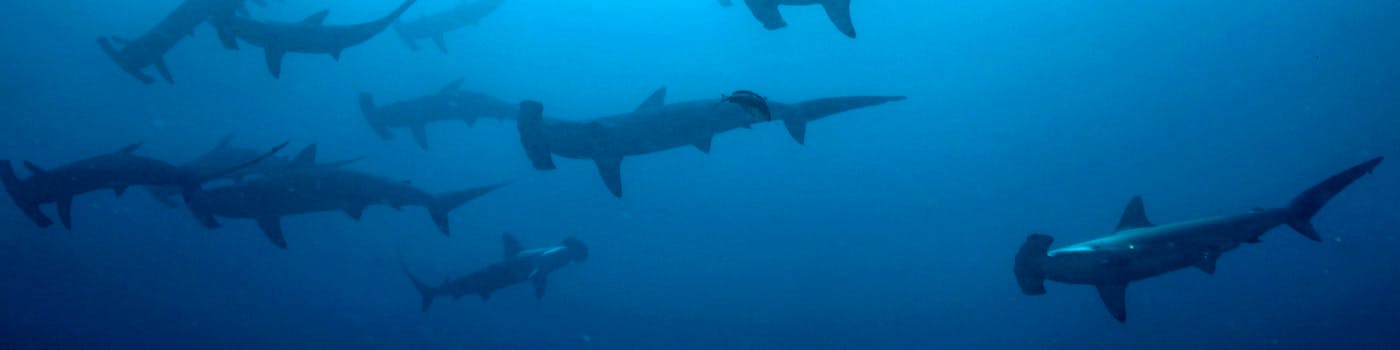 Shark Conservation Volunteer | Top 10 Programs 2020 | Volunteer World