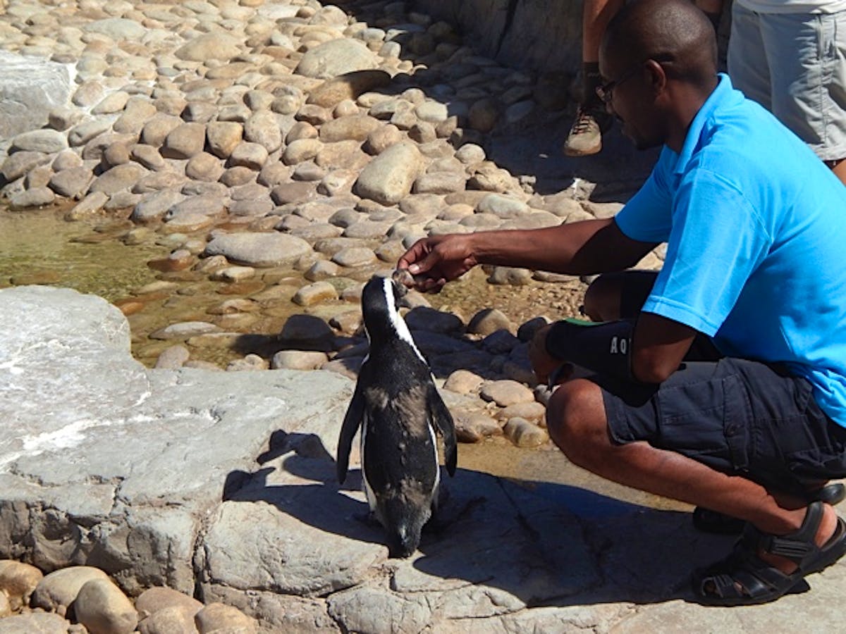 Penguin Rescue and Rehabilitation Assistant | Volunteer in South Africa ...