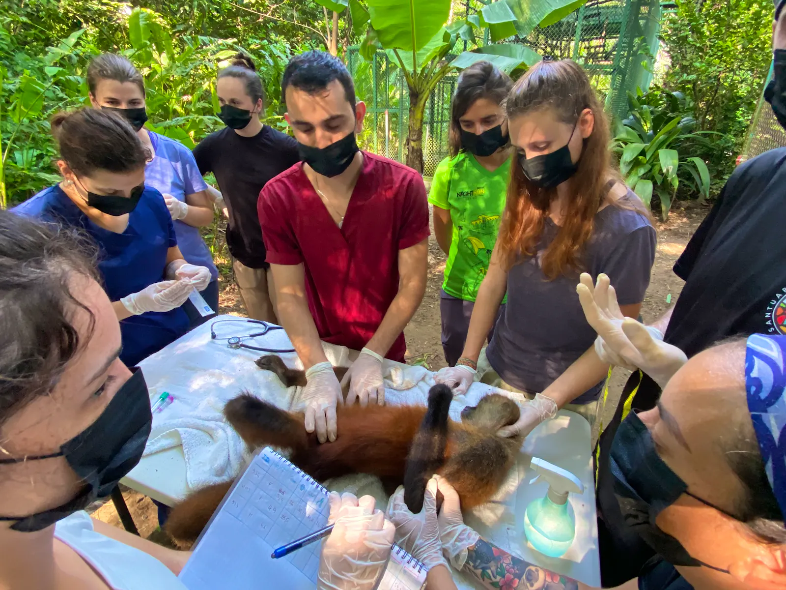 Veterinary Internship With Wildlife | Volunteer in Costa Rica 2025