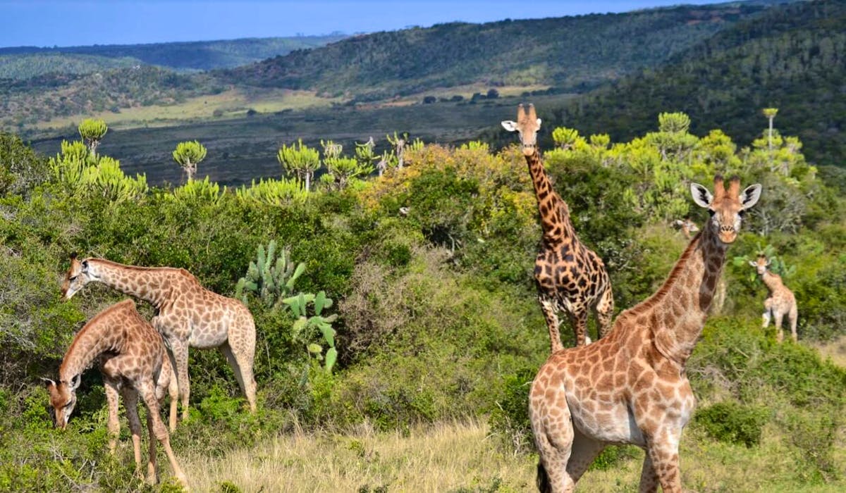 Wildlife Reserve Support | Volunteer in South Africa 2025