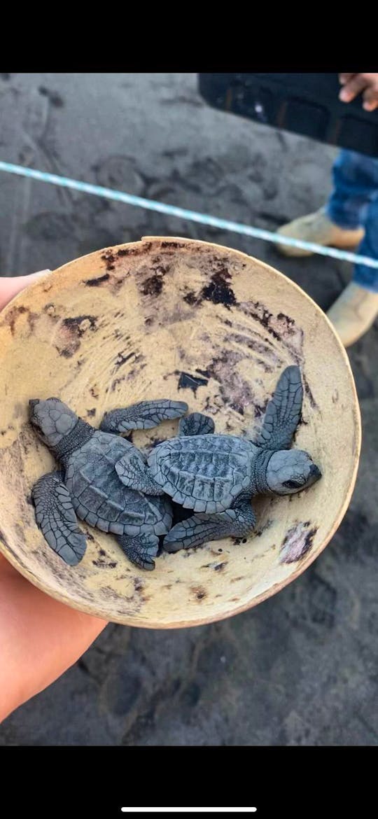 Turtle Conservation at the Pacific Coast | Volunteer in Guatemala 2025