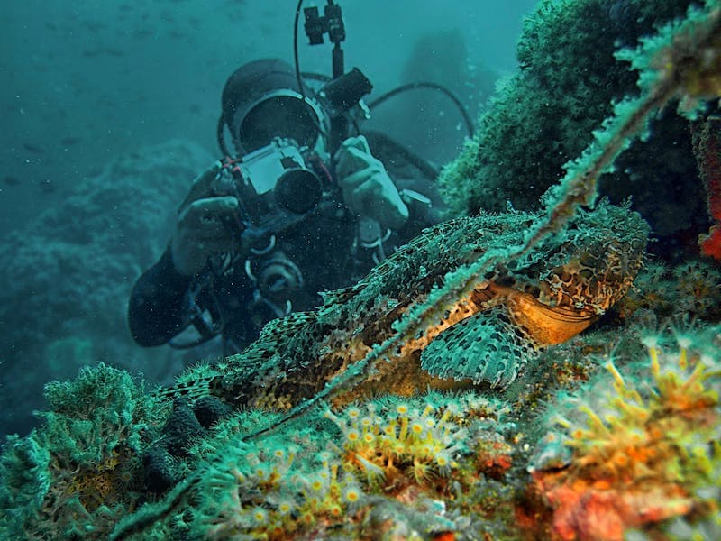 Eco Diving | Volunteer in Croatia 2025