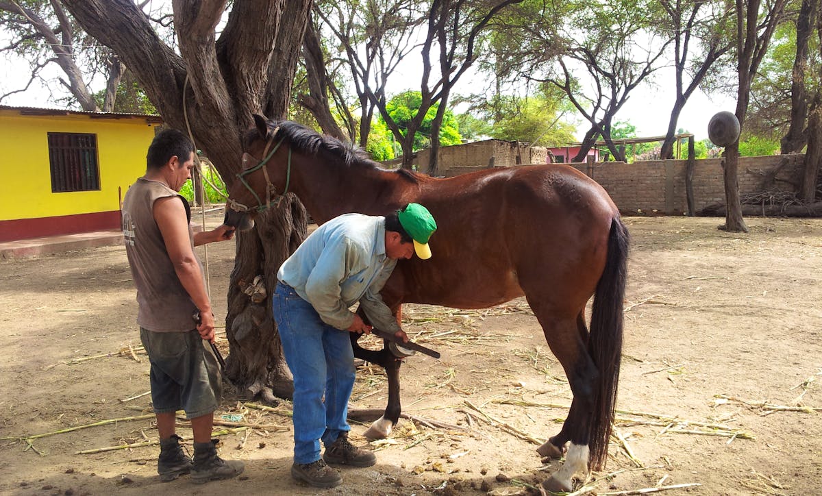 Street Animal Rescue Supporter | Volunteer in Peru 2025