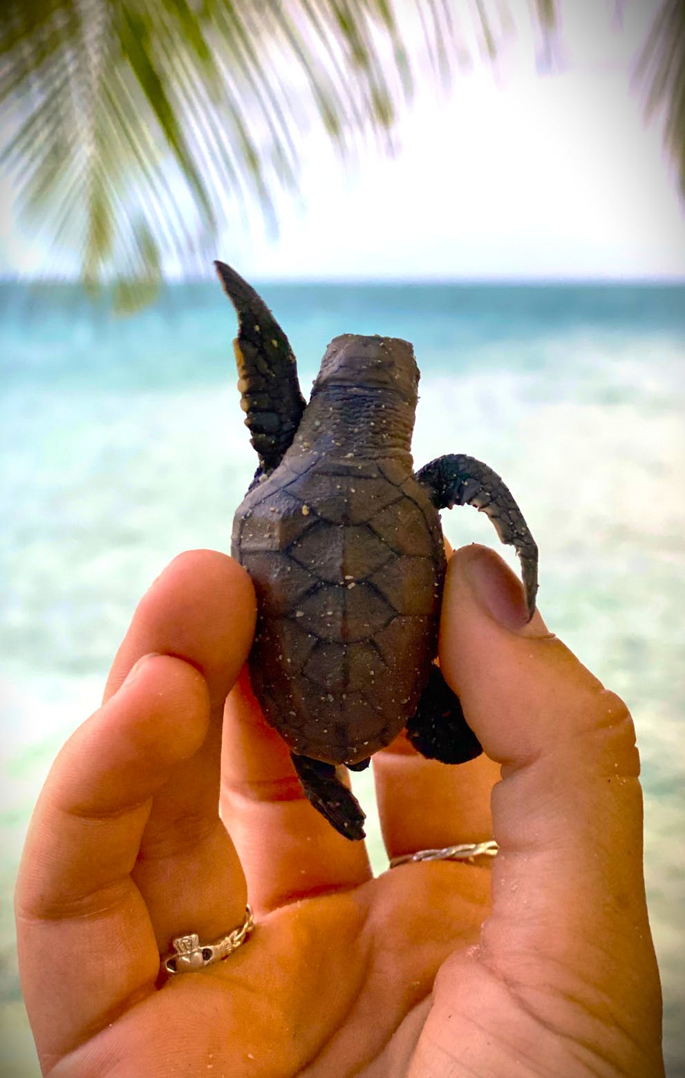 Sea Turtle Conservation & Scuba Diving | Volunteer in Belize 2025