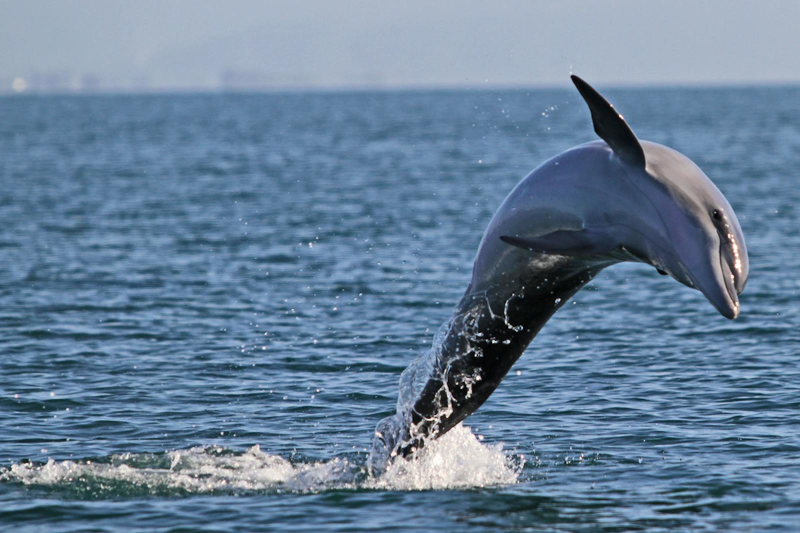 Coastal Dolphin Conservation | Volunteer in Greece 2025